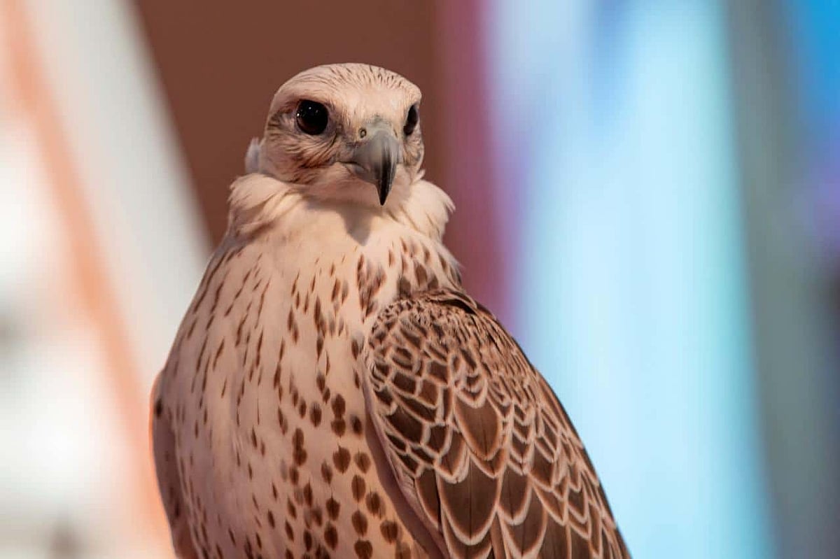 Falcon Competition kicks off at King Abdulaziz Falcon Festival