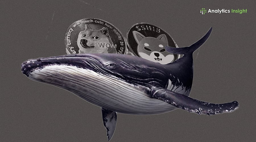 Why do Whales Keep Trusting Meme Coins?