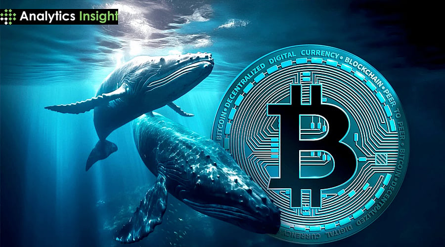 Bitcoin Whales Boost Large Transfers as Market Volatility Rises