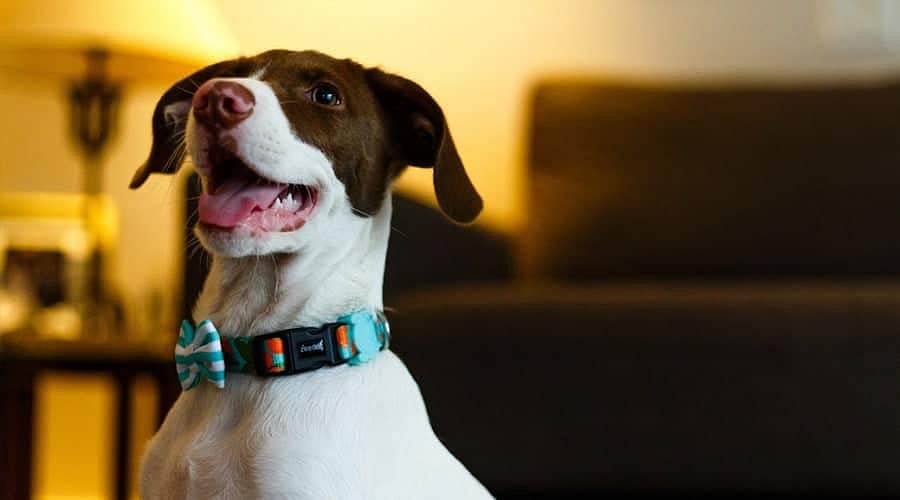Animal Cognition Induces Common Sense in Artificial Intelligence Agents