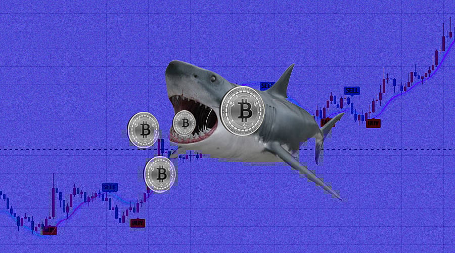 Bitcoin Sharks have Secretly Staked Up 52k BTC Tokens Last Month