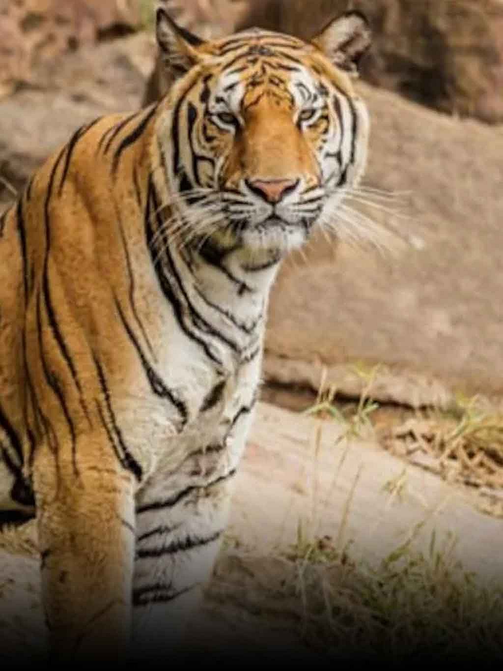 AI Cameras Spot Tigers on the Move: 5 Key Facts