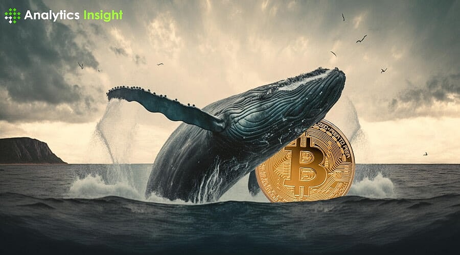 Bitcoin Whales Increase Their Holdings by $3 Billion in 2024