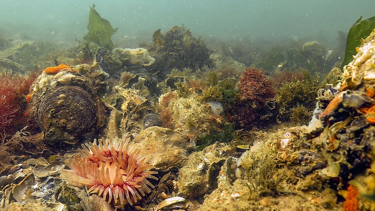 BELREEFS: Jan De Nul and Partners Launch Large-Scale Oyster Reef Project