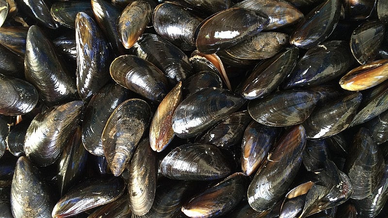 Survey reveals Scotland's mussel production reached record levels in 2024