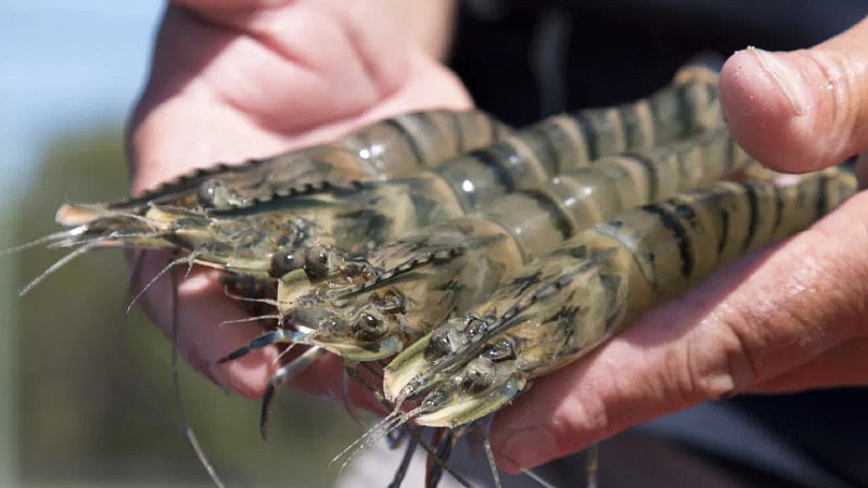 New Digital Tool NEXDOC to Streamline Export Processes for Australian ...