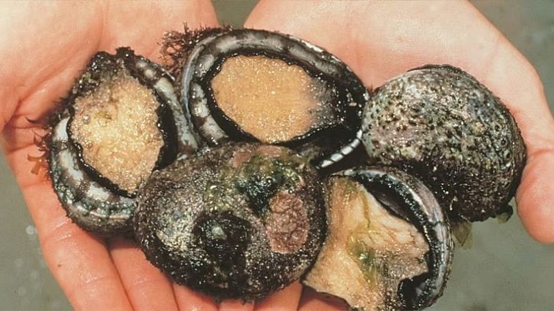 Abalone off-limits in WA Southern Zone until October