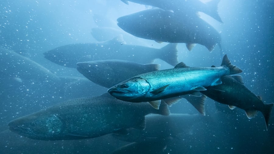 Scotland to welcome first ever semi-closed containment fish farm