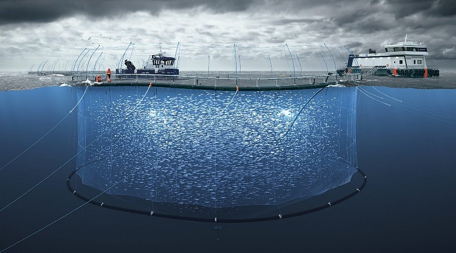 NZ Government subsidises NZKS to research salmon farming growth potential