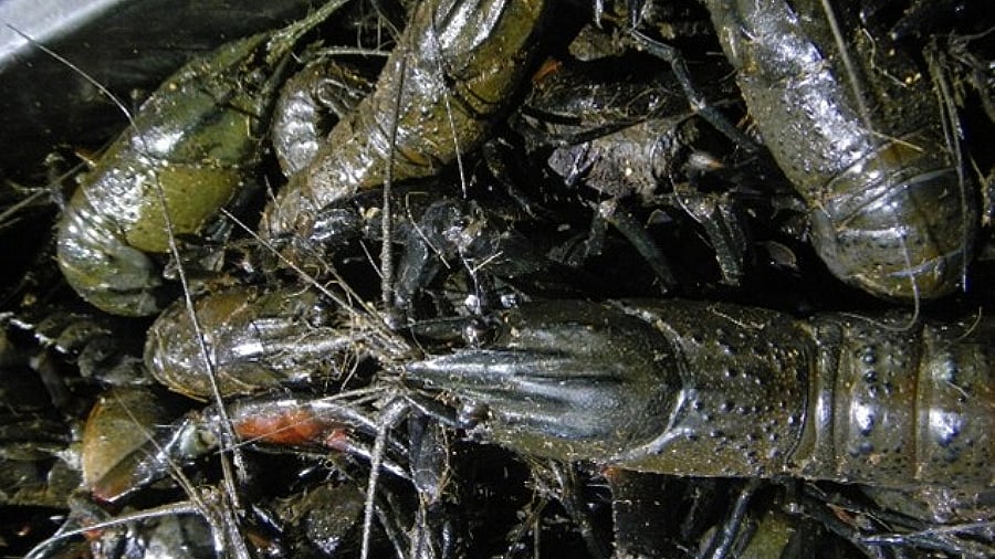 Early season checks conducted to protect WA marron stocks