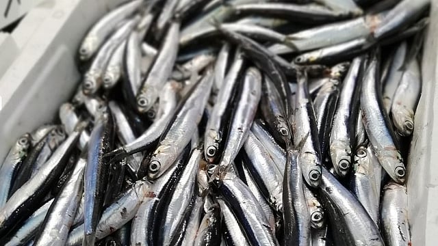 Peru sets 2025 second season set anchovy quota at 1.63m tons