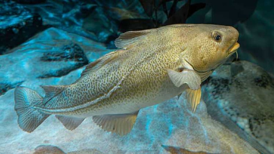 Shetland fishermen propose cod stock stability measures