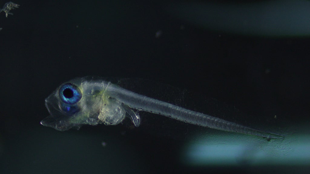 Filipino researchers achieve natural captive spawning of mackerel tuna