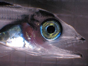 Tuna breakthrough comes second in Time magazine’s Top 50 list