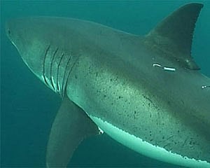 Migration patterns of Pacific predators uncovered