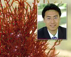 Red seaweed could be a viable biofuel