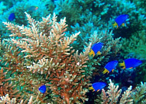 Study determines overfishing ‘tipping point’ for coral reefs
