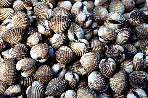NOAA opens shellfish research centre