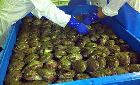 Company successfully exports live abalone shipment
