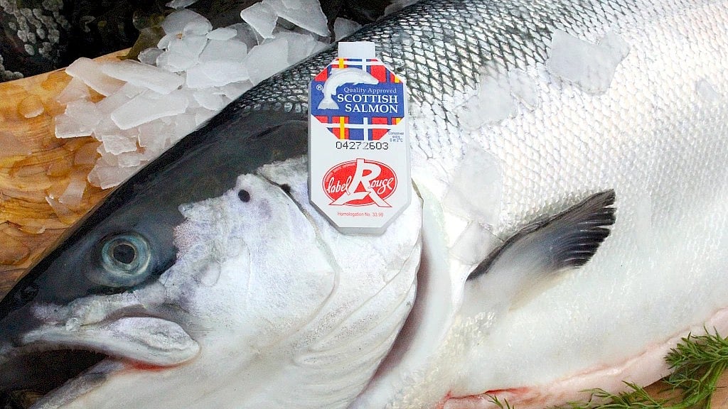 Scottish Salmon Exports Surge 41% in H1, Driven by Strong Growth in ...