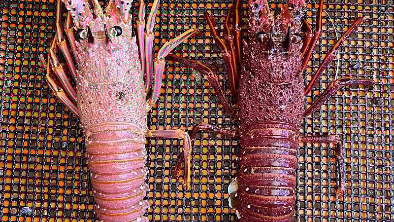 WA Rock Lobster 'Whites Run' Expected to Start Early Due to Warmer Waters