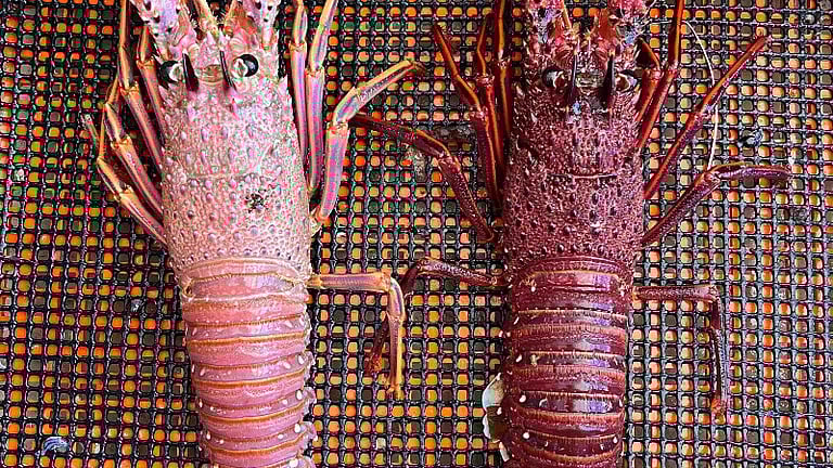 WA Rock Lobster 'Whites Run' Expected to Start Early Due to Warmer Waters
