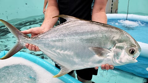 CSIRO Introduces New White Fish Variety, Pompano, to Boost Australian ...