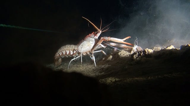 New research to explore other high-value crustacean stocks off Western ...