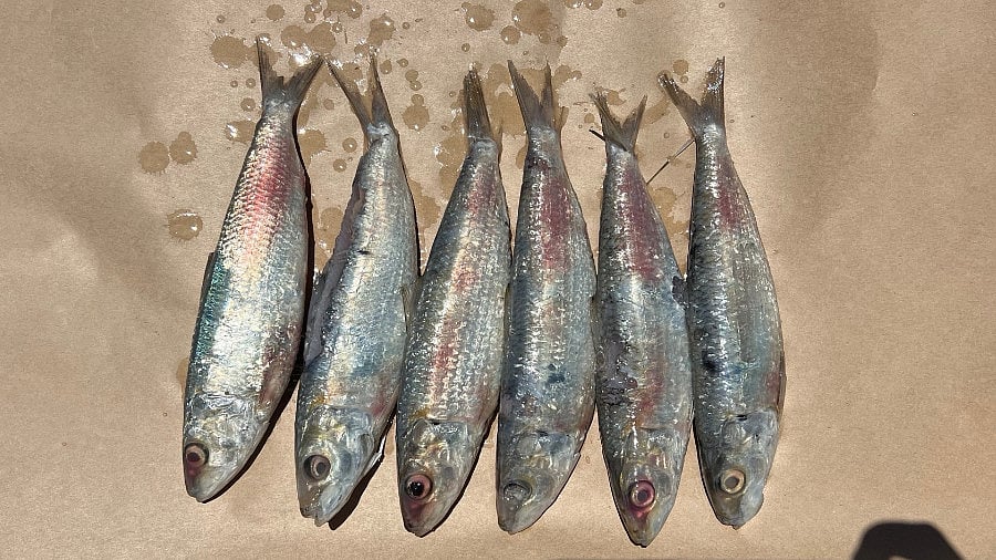 Investigation underway into fish kill off Coogee