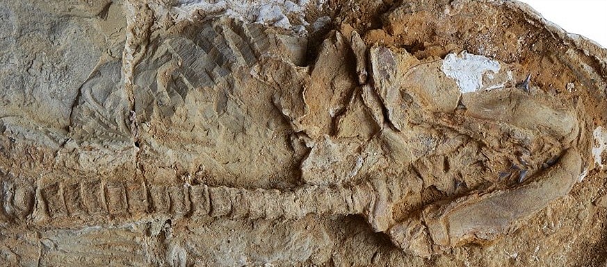 Nearly complete fossil of nine-million-year-old Great White Shark ...