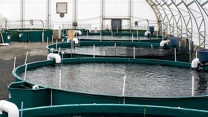 Blue Star Foods launches Asian food division