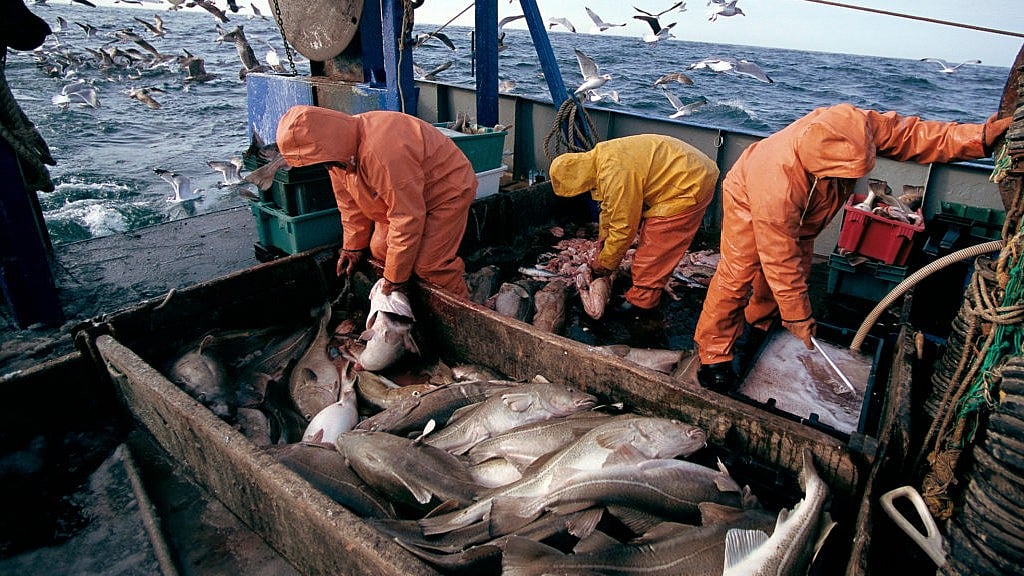 Canadian groundfish industry says new northern cod quota falls short of ...