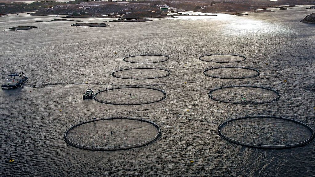 Norcod secures five-year cod juvenile supply deal with Havland