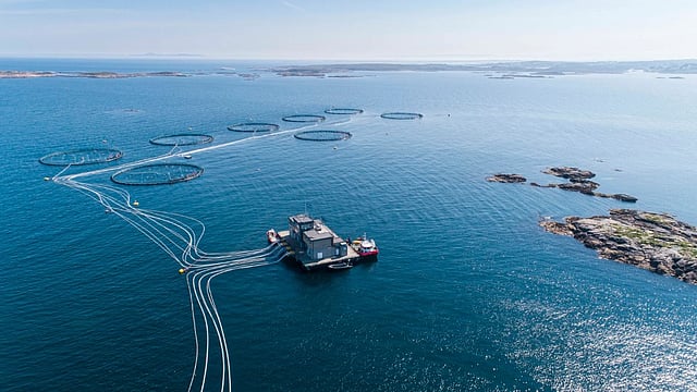 Leroy Seafood reports increase in salmon and trout harvest in Q1 2026