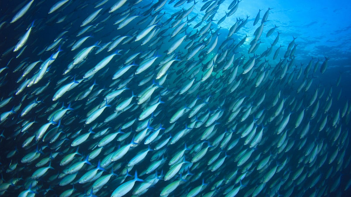 Hilton Food sees higher salmon write-offs after US import curbs