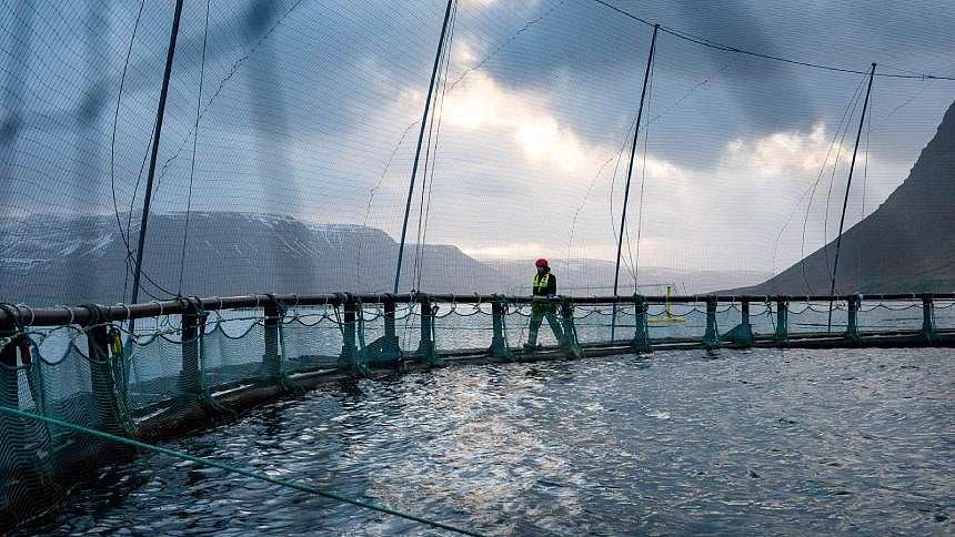 Arctic Fish reports record annual harvest volumes