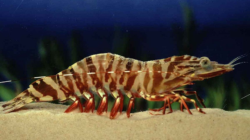 Fishers warn testing guidelines could hurt Australia's prawn industry