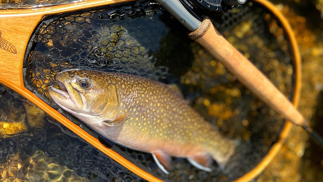 Icelandic authorities launch probe into sightings of dead Arctic char