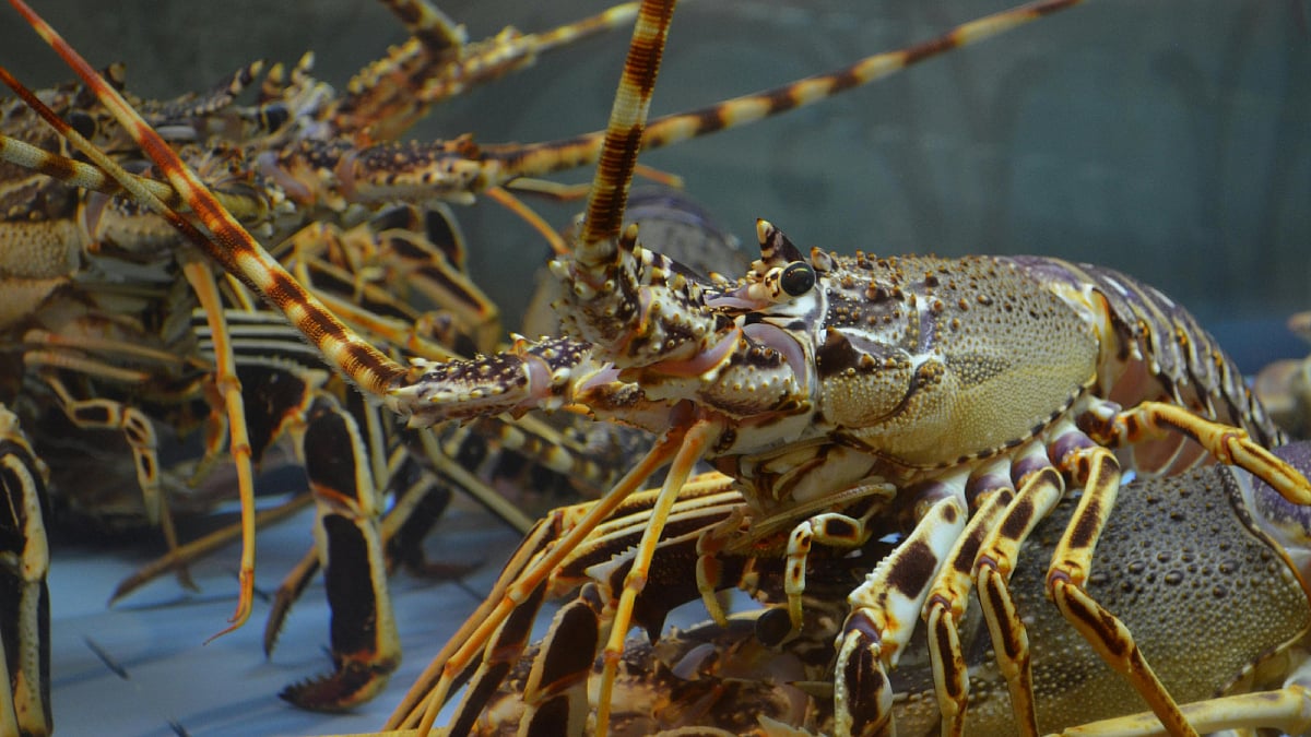 China's lobster imports reach five-year high in 2025