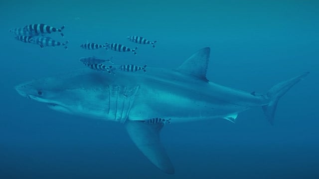 Mediterranean divers capture adult great white shark on camera