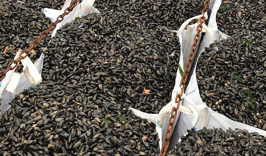 Damen heading research project to develop low-emission mussel farm vessels