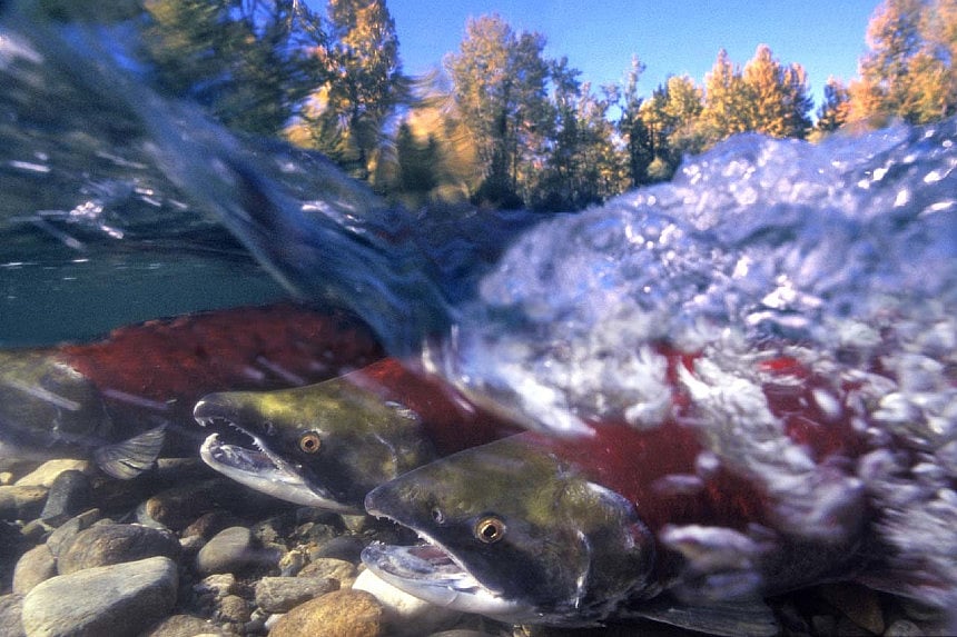 Fisheries and Oceans Canada, BC government to award CA$7.9 million ...