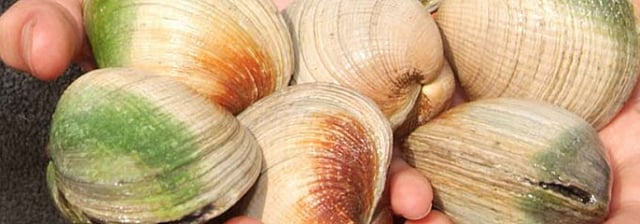 Cockles, paua back in sea after NZ MPI intervention