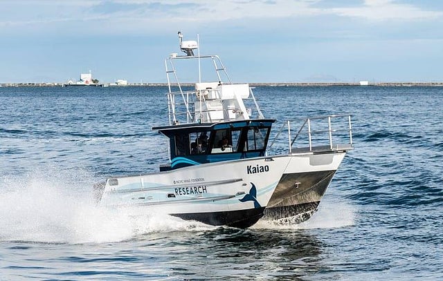 VESSEL REVIEW | Kaiao – Wildlife observation boat for Hawaii-based ...