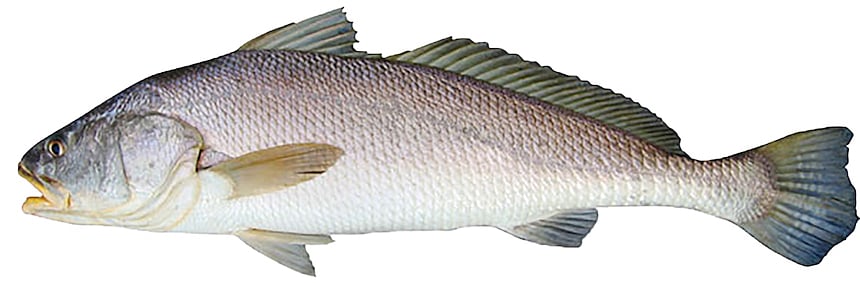 Limit reached for east coast black jewfish catch