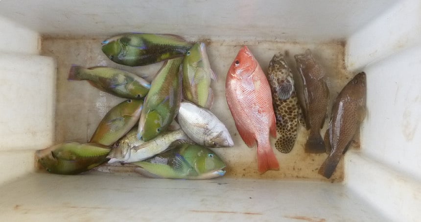 Fines imposed for size and bag limit offences during fishing in WA waters