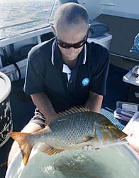 Australia: Some Ningaloo Reef fish are “homebodies”