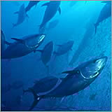 Tuna industry beginning to reap the rewards of better management