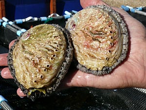 Minimising polychaete infestation of abalone