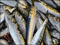 One for Australia and one against! Tuna versus the sardine!